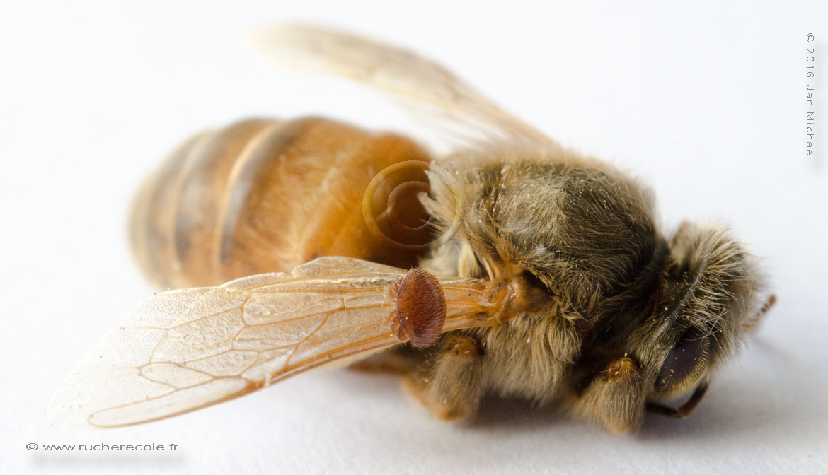 Varroa - L’apiculture naturelle