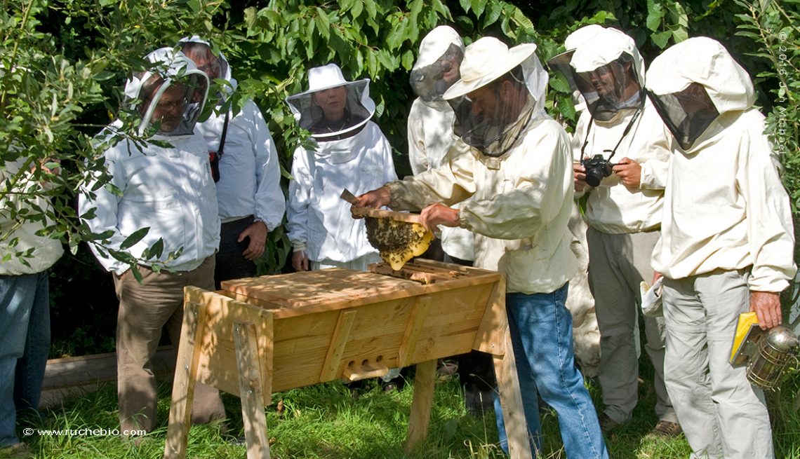 Les-abeilles-les différents types de ruches - L'apiculture naturelle