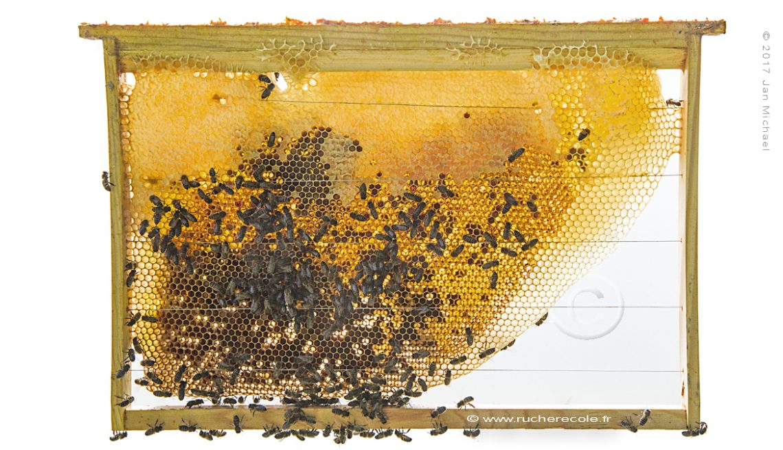 La ruche Dadant classique avec les cadres - L'apiculture naturelle