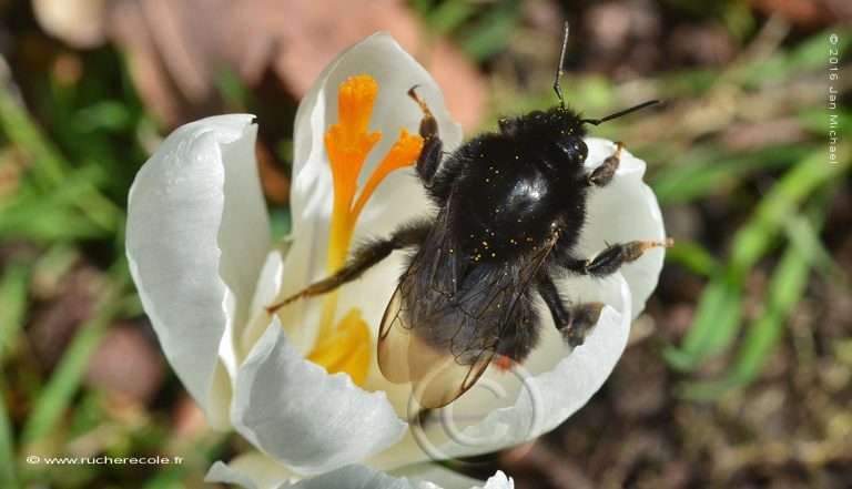 Le crocus - L’apiculture naturelle