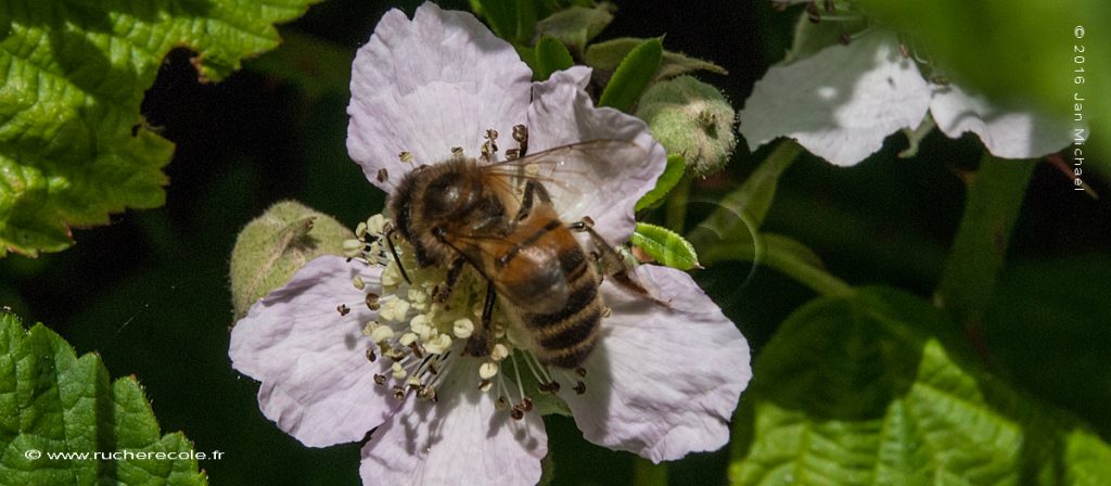Mûre (fruit de la ronce) - L'apiculture naturelle