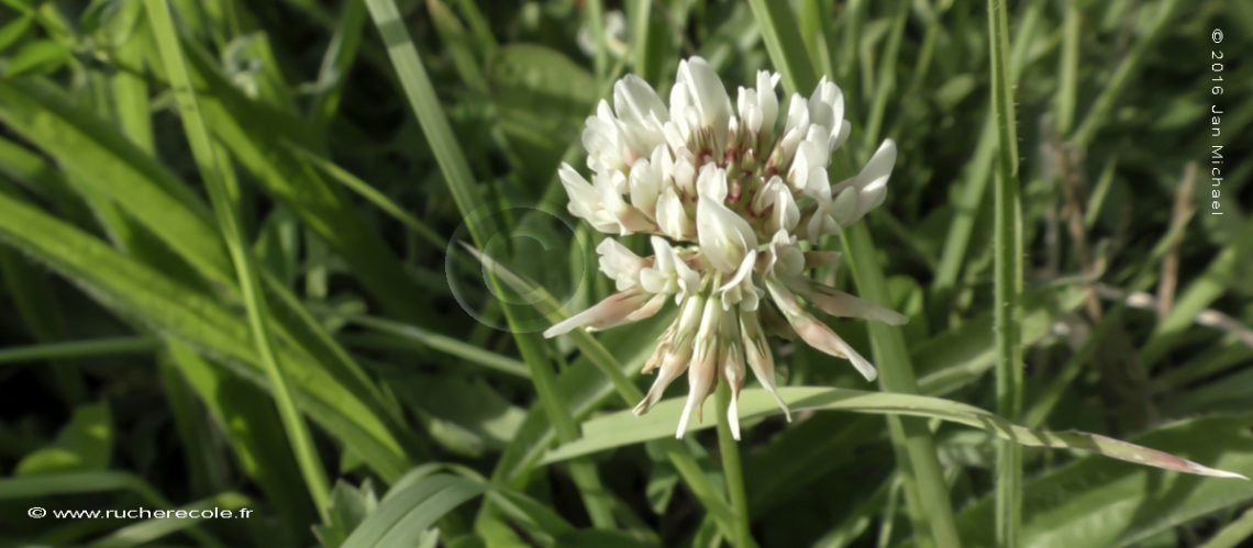 Trèffle blanc - plante mellifère - L’apiculture naturelle