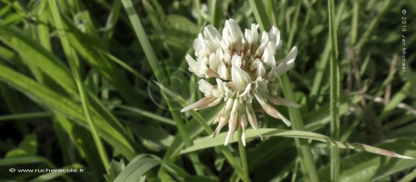 Trèffle blanc - plante mellifère - L’apiculture naturelle
