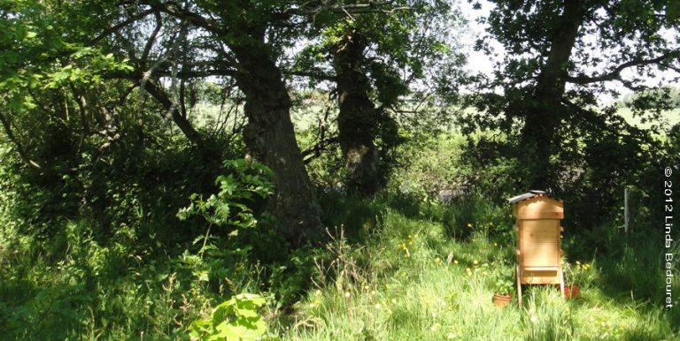 COMMENT PLACER LES RUCHES - L’apiculture naturelle