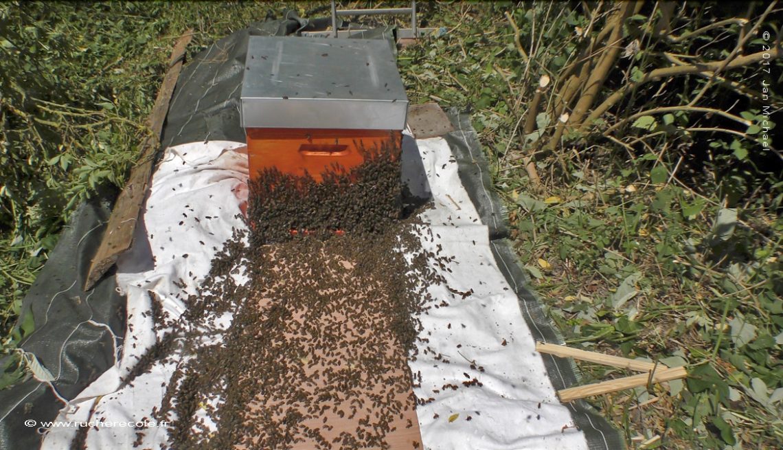 Les-abeilles-les différents types de ruches - L'apiculture naturelle