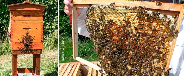 Les-abeilles-les différents types de ruches - L'apiculture naturelle