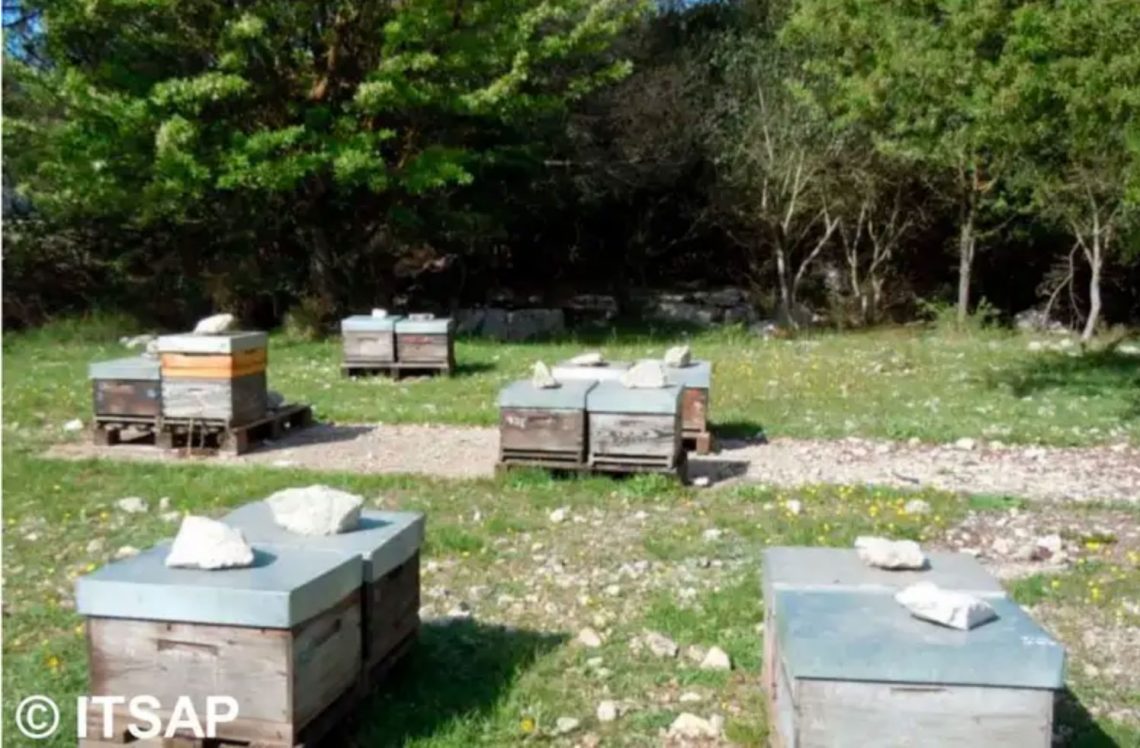 Les-abeilles-les différents types de ruches - L'apiculture naturelle